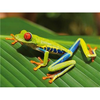 Grenouilles Poster Reproduction - Rainette Aux Yeux Rouges Sur Une ...