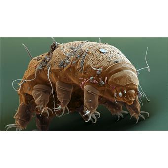Fabulous Poster Tardigrade microscope monstre (91cm x 162cm) - Achat ...