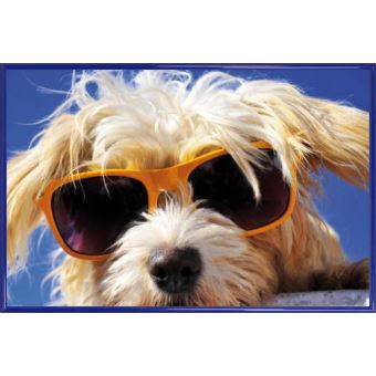 Poster Encadré: Chiens - Chien Cool (61x91 cm), Cadre Plastique, Bleu ...