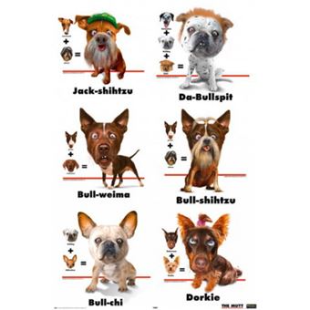 Chiens Poster - Races Croisées (91x61 cm) - Achat & prix | fnac