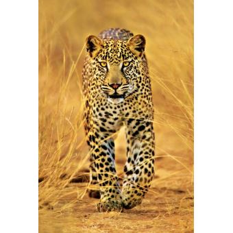 LEOPARD - 61x91,5 cm - AFFICHE / POSTER - Achat & prix | fnac