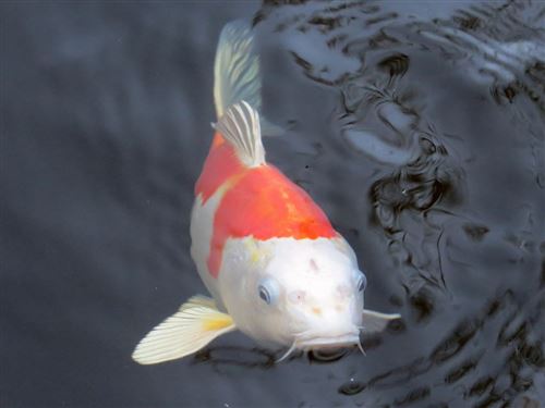 Fabulous Poster Carpe koi blanche et rouge (61cm x 81cm) - Achat & prix ...