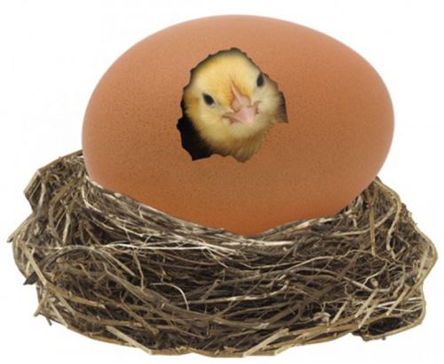 Poules Sticker Adhésif Mural Autocollant - Petit Poussin Dans Oeuf ...