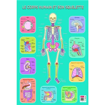 Poster pédagogique Squelette Humain BOUCHUT 52 x 76 cm - Petit mobilier enfant - Achat & prix | fnac