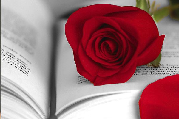 Un libro y una rosa - Consejos de los expertos Fnac