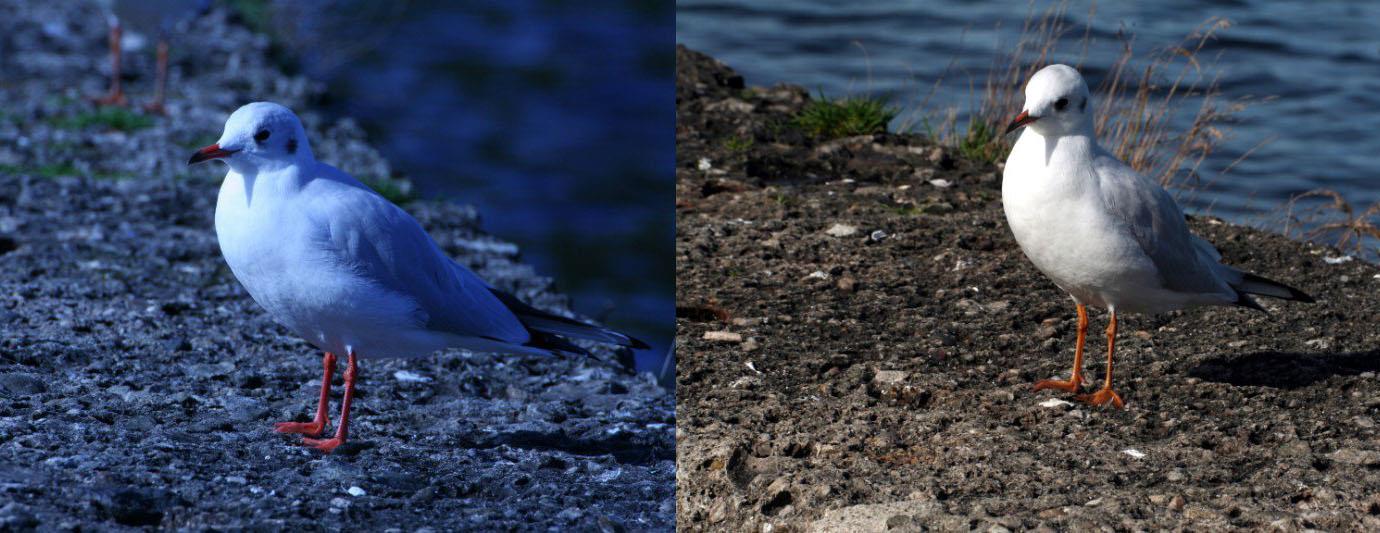 Tuto Photo : la balance des blancs en photographie