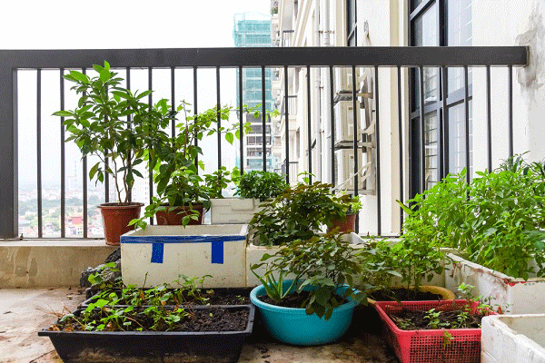 Profitez d’un agréable potager de balcon