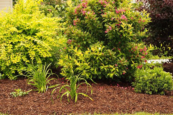 Jardinage : les vertus du paillage