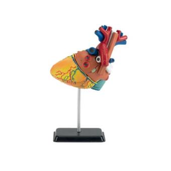 Kit anatomie - X-Ray : Coeur - Autres - Achat & prix | fnac