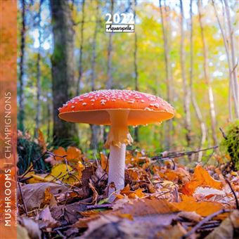 Calendrier Pictura 2022 Champignons 16 x 16 cm - Calendrier planning et ...