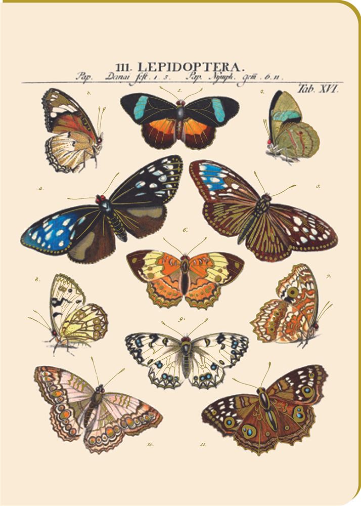 Carnet A5 Pictura Textures Planche papillons vintage - Carnets et ...