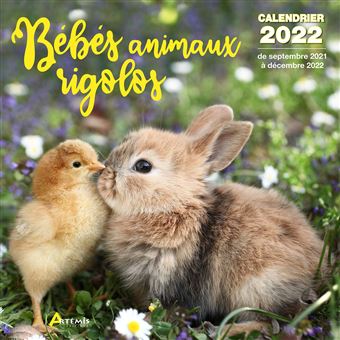 Calendrier Bébés animaux rigolos 2022 - broché - Collectif, Livre tous ...