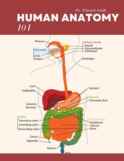 Human Anatomy 101: A Comprehensive Introduction to the Structure and ...