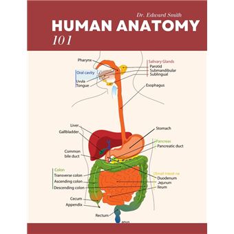 Human Anatomy 101: A Comprehensive Introduction to the Structure and ...