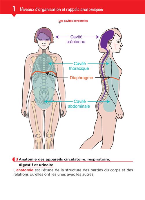 Structure Du Corps Humain