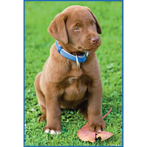 Hasbro MB Puzzles Chiot Labrador 500 pièces - Puzzle - Achat & prix | fnac