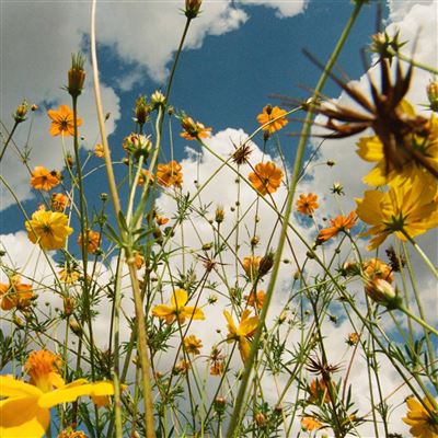 You Are Spring - Vinyl Gelb - Tasha - Vinyl-Album - Vorbestellungen ...
