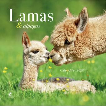 Calendrier Lamas 2020 - broché - Collectif - Achat Livre | fnac