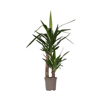 Yuca Gigante Plant in a Box | Yucca elephantipes | Altura 70-80cm ...