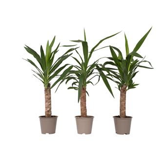 Yuca Gigante Plant in a Box | 3 Peças | Yucca elephantipes | Altura 50 ...