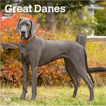 Great Danes | 2026 12 x 24 Inch (Hanging) Monthly Square Wall Calendar ...