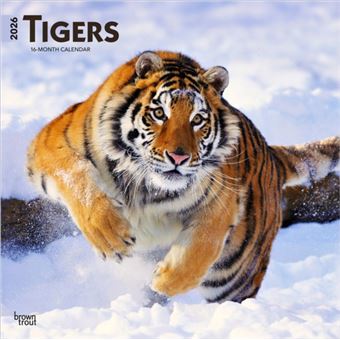 Tigers | 2026 12 x 24 Inch (Hanging) Monthly Square Wall Calendar ...