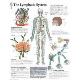 Lymphatic System - Poster - 2004 Scientific Publishing - Papelaria ...