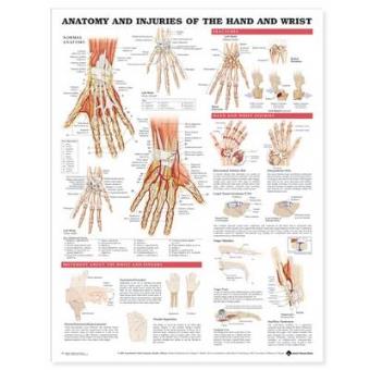 Anatomy and Injuries of the Hand and Wrist Anatomical Chart - Outros ...