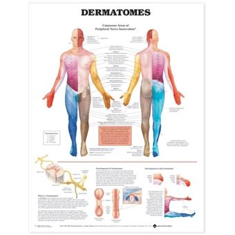 Dermatomes Anatomical Chart - Wallchart - 2001 - Poster em Tubo ...