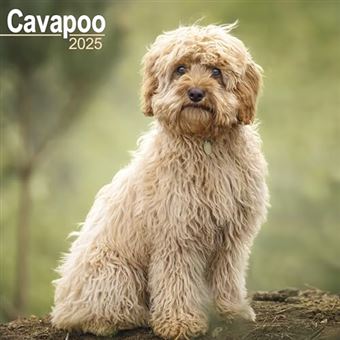 Cavapoo Calendar 2025 | Square Dog Breed Wall Calendar - MONDAY START ...