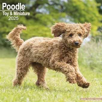 Poodle (Toy & Miniature) Calendar 2025 | Square Dog Breed Wall Calendar ...