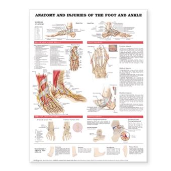Anatomy and Injuries of the Foot and Ankle - broché - Achat Livre | fnac