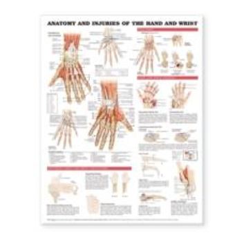 Anatomy and Injuries of the Hand and Wrist Anatomical Chart - broché ...
