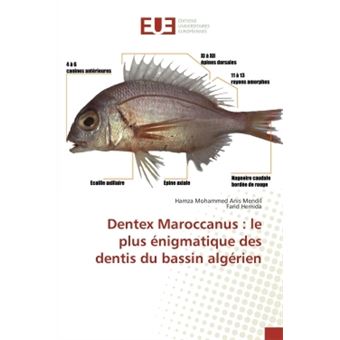 Dentex Maroccanus : le plus énigmatique des dentis du bassin algérien ...