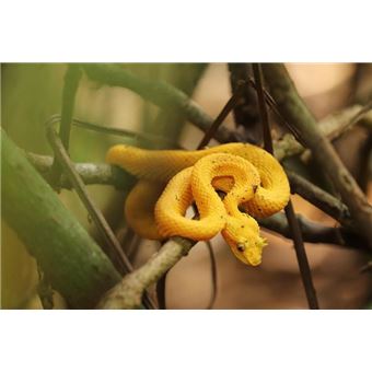 Venom & Antidote: Survival Medicine for Snakebites, Stings, and ...